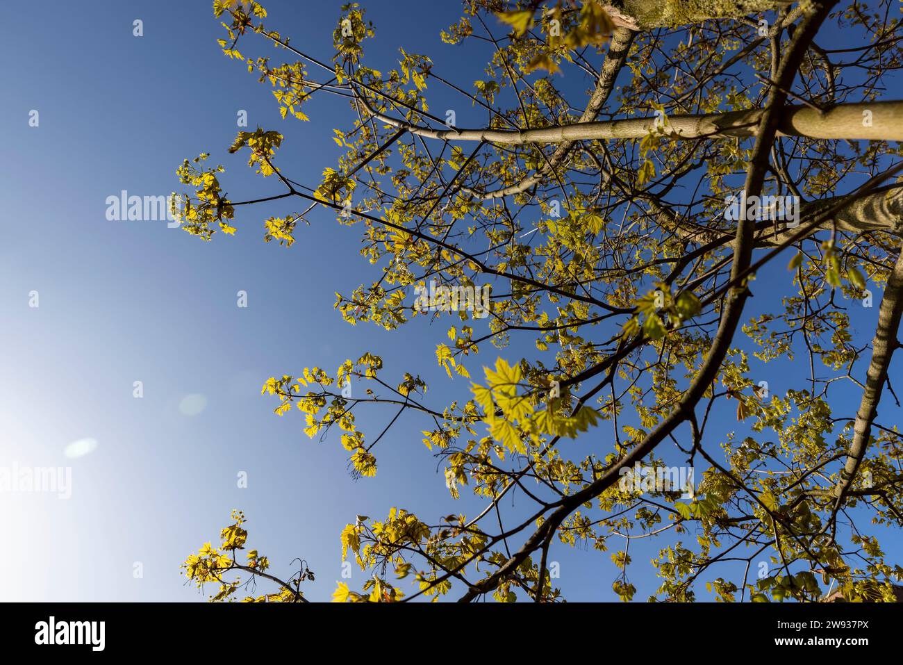 green foliage on a maple tree in spring bloom, beautiful green-tinged ...