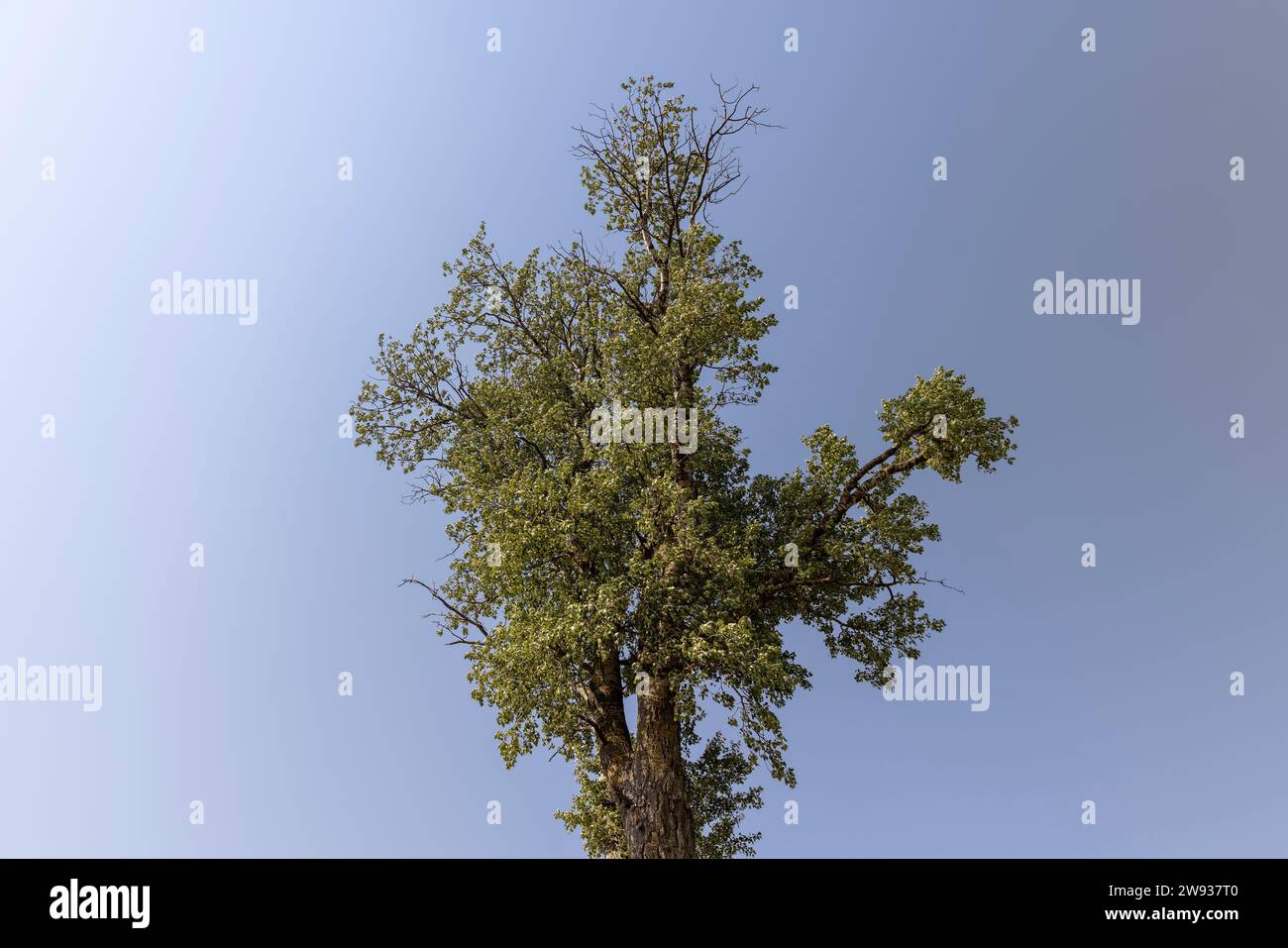 a tall linden tree on a blue sky background, green foliage on an old ...