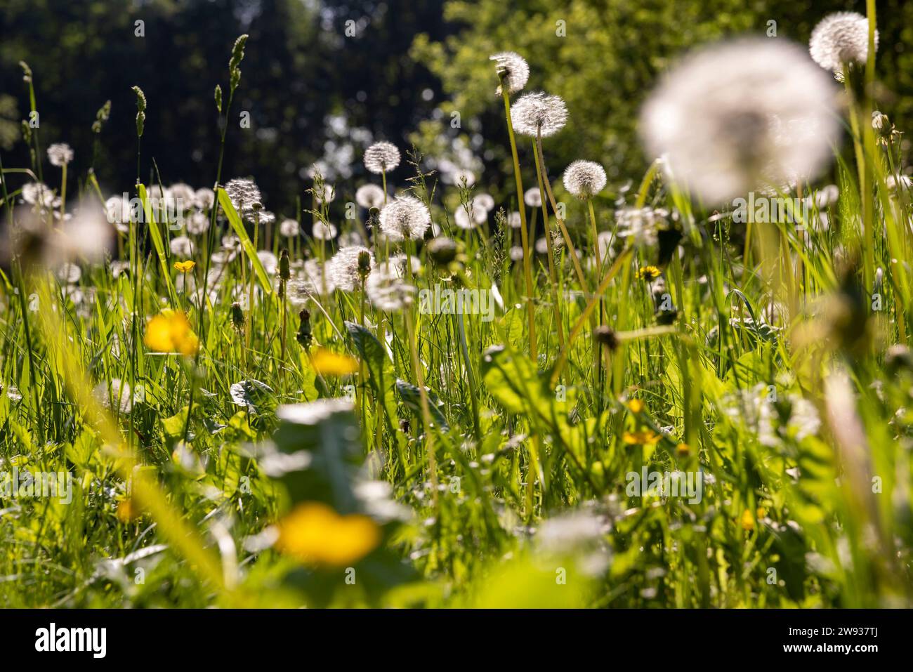 white dandelions in the park in spring, a beautiful clearing with lots ...