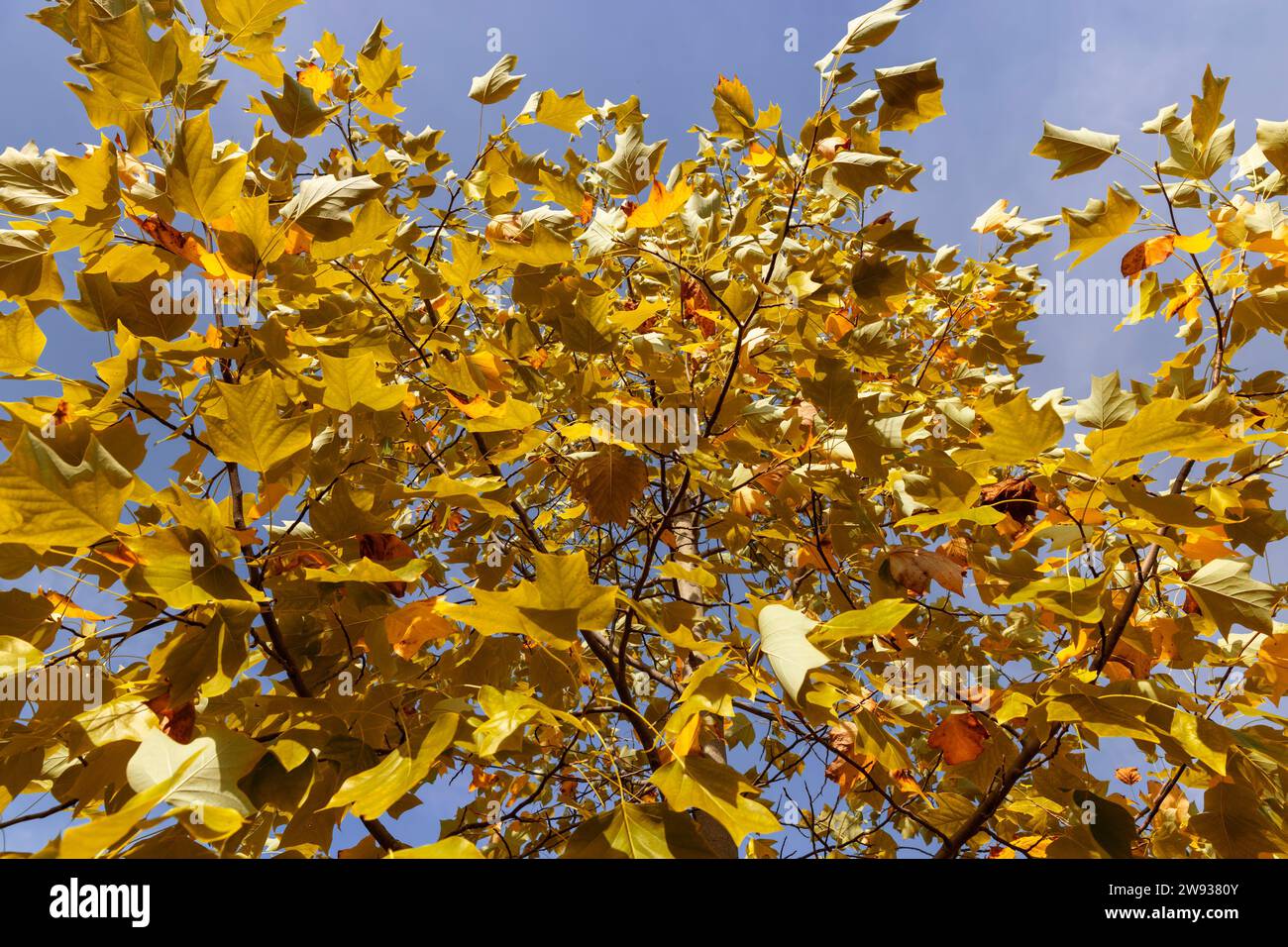 The yellowing foliage of the tulip tree in the autumn season, the ...