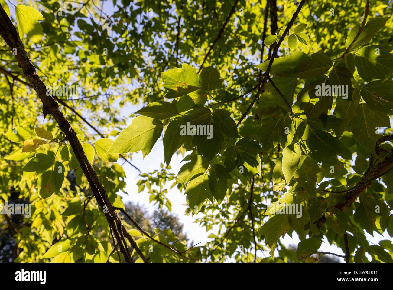 Deciduous trees with green foliage in summer, old trees with foliage in ...