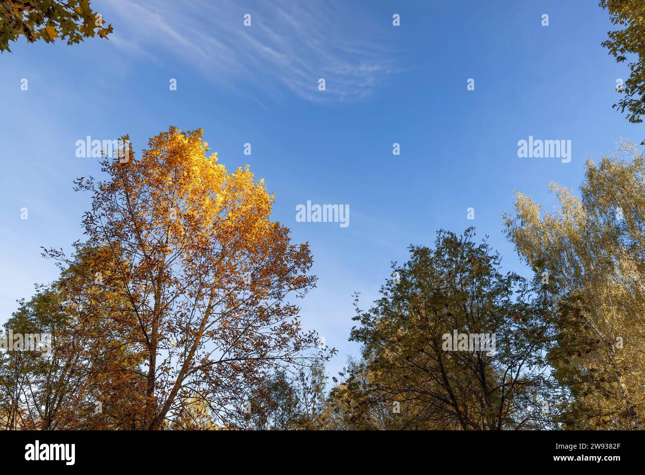 yellowing foliage on ash trees in autumn weather, ash tree during the ...