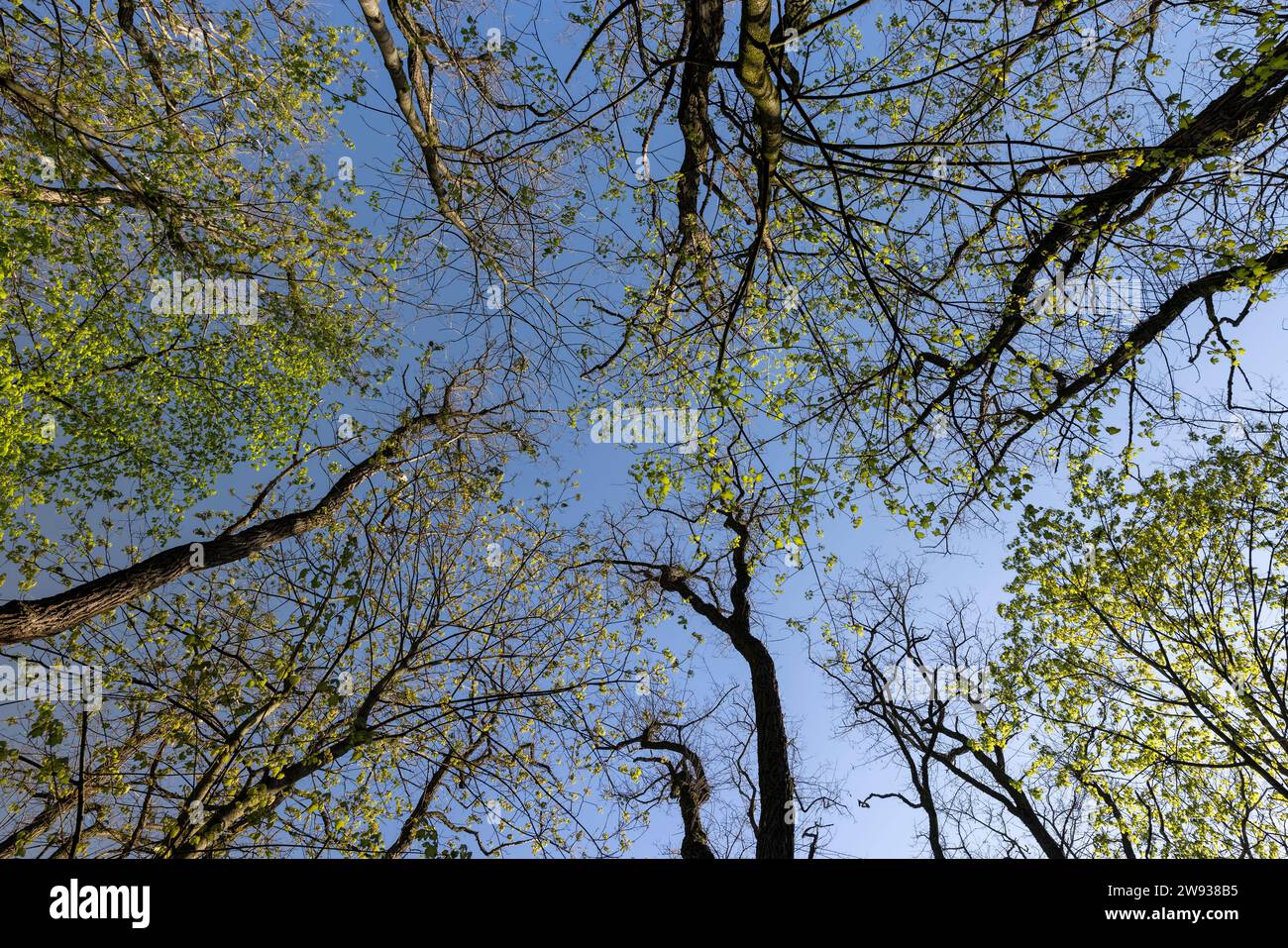 deciduous trees in a mixed forest in the spring season, beautiful young ...