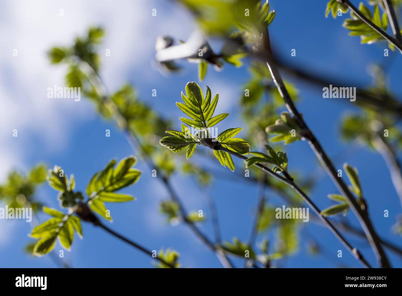 mountain ash tree branches in the spring season, mountain ash branches ...