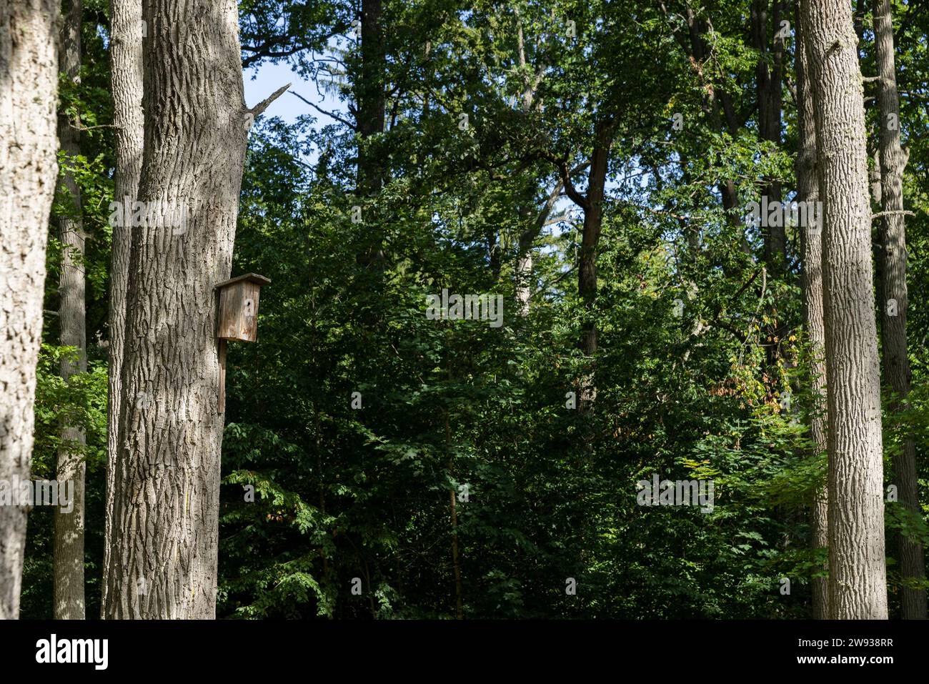 beautiful nature in the forest with different types of trees, tall ...