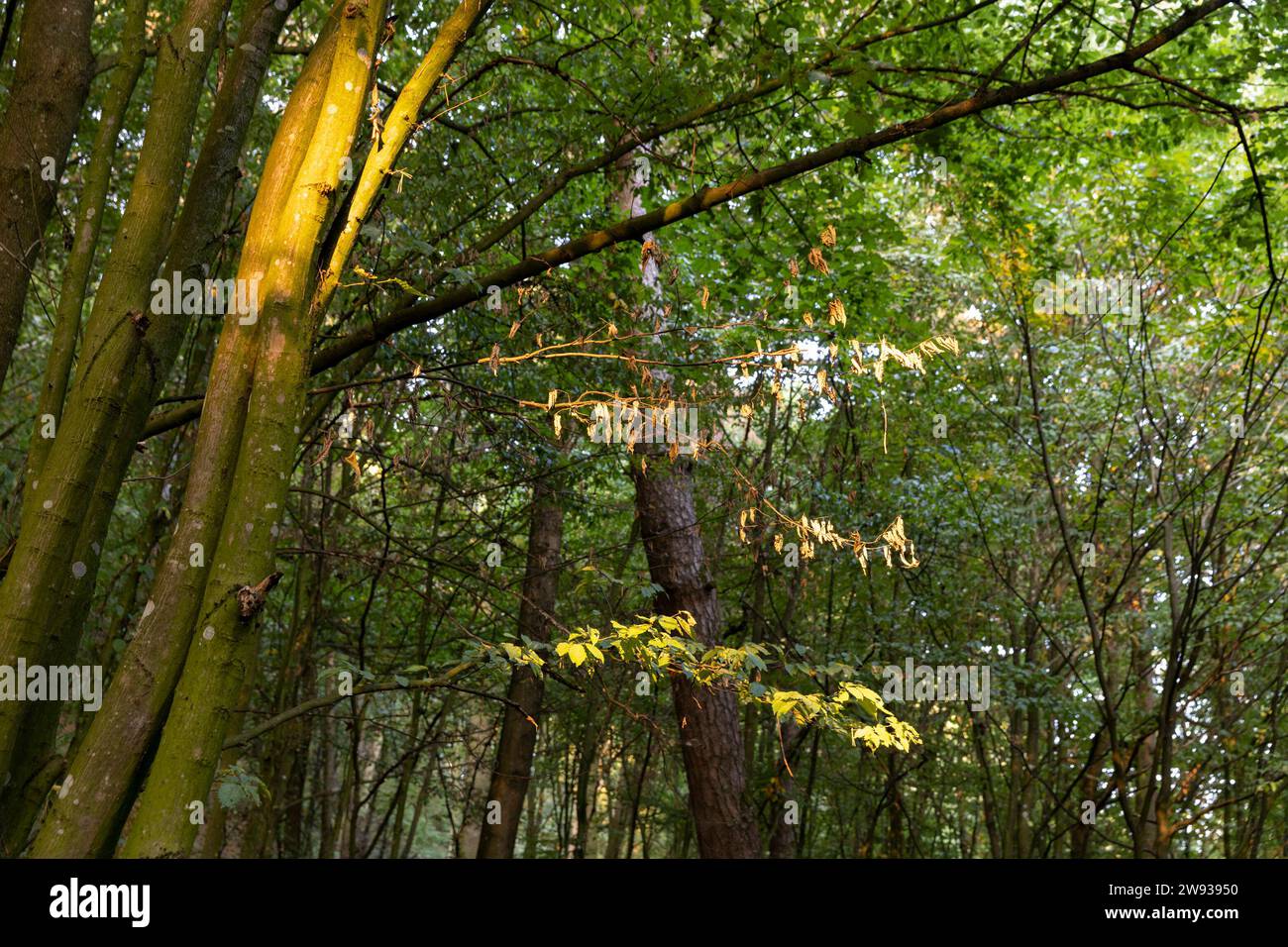 changing the color of the foliage of plants in the autumn season ...