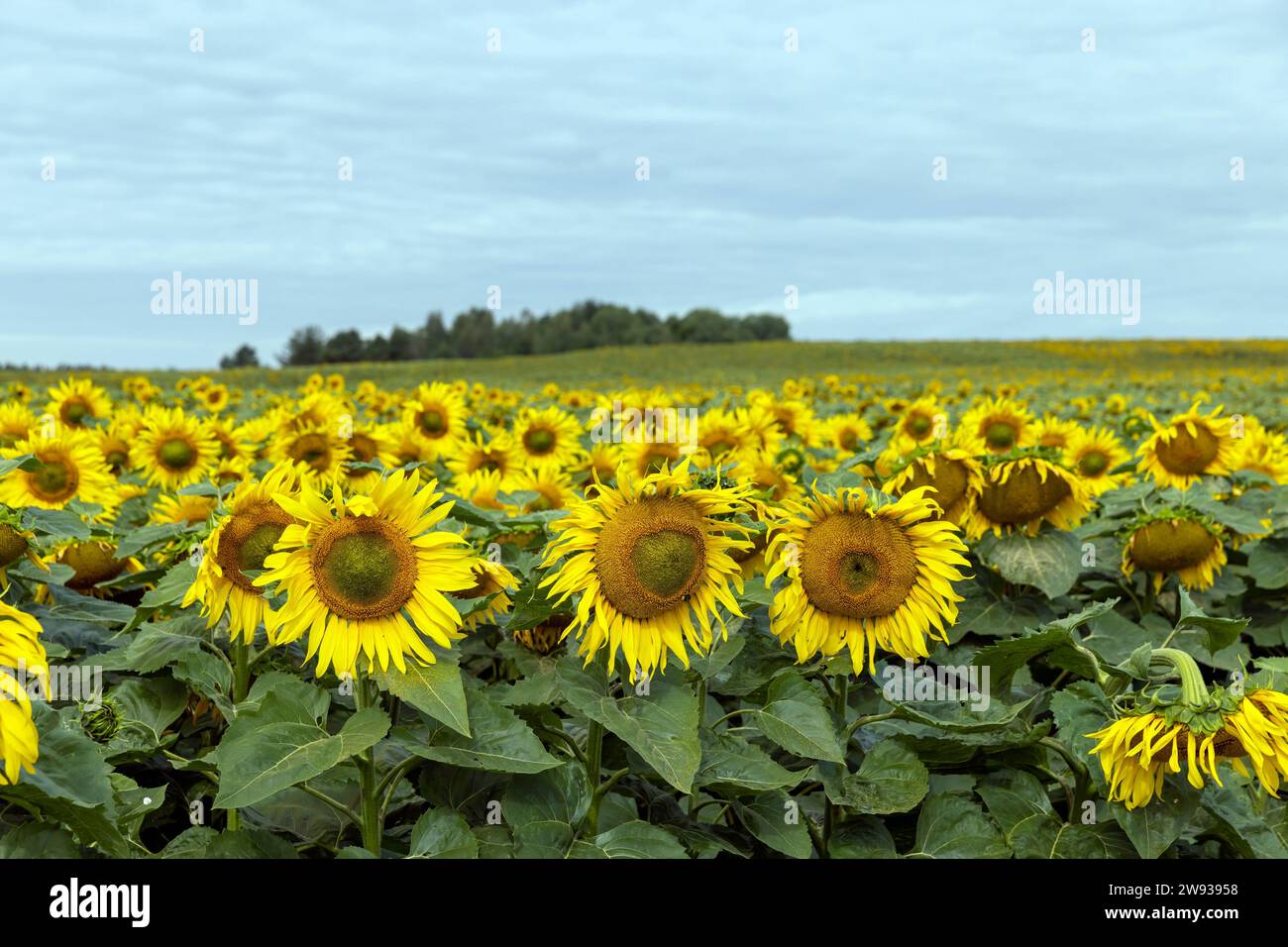sunflower field in summer during the flowering of sunflower flowers, a ...