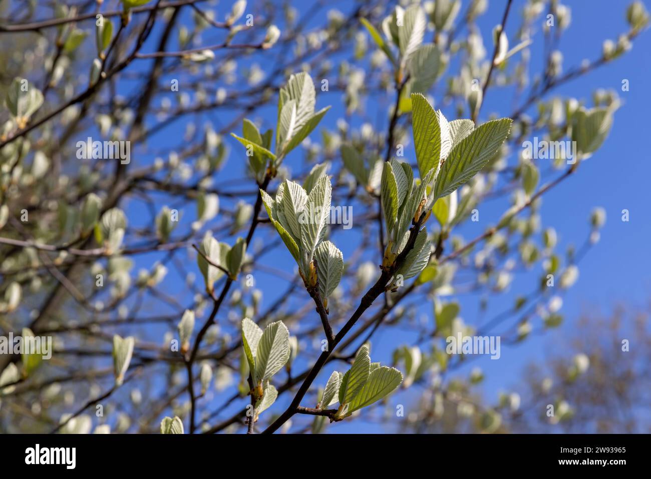 rowan tree with the first foliage in the spring park , the first rowan ...