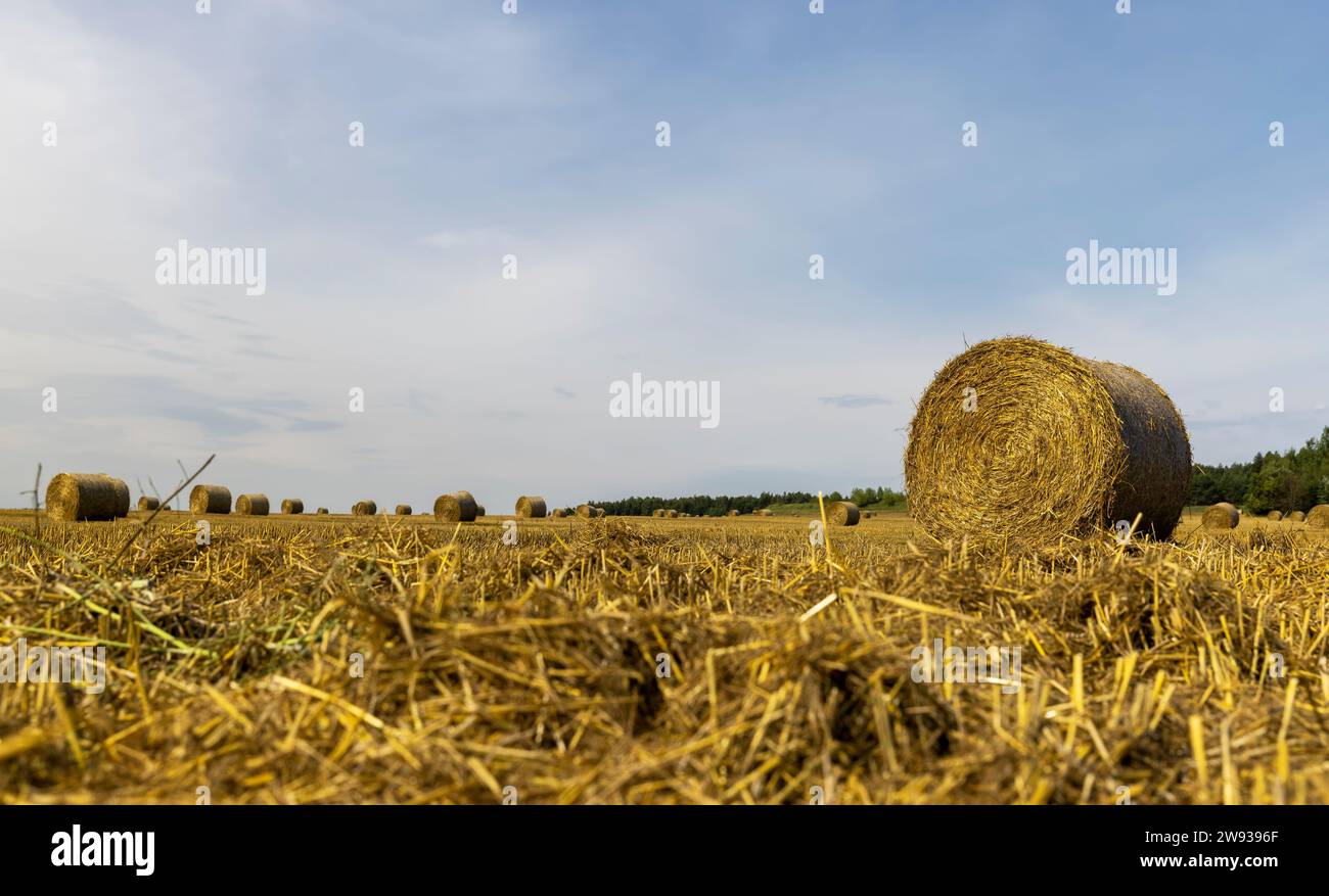 stubble that remains after the harvest of cereals, wheat golden and ...