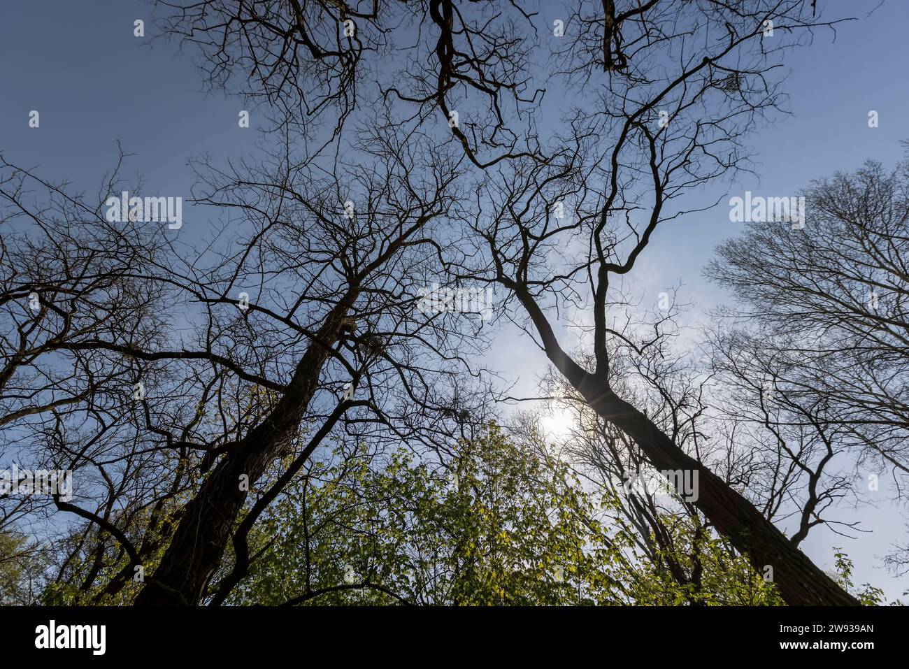 acacia tree in the spring season, spring park with trees with the first ...