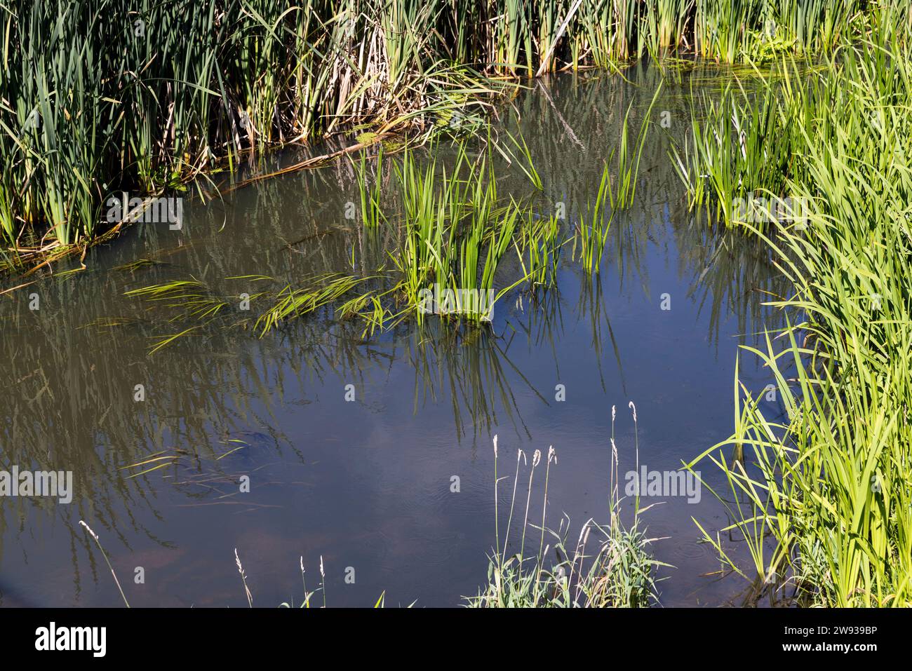 an old abandoned swamp with dirty water, muddy swamp water and plants ...