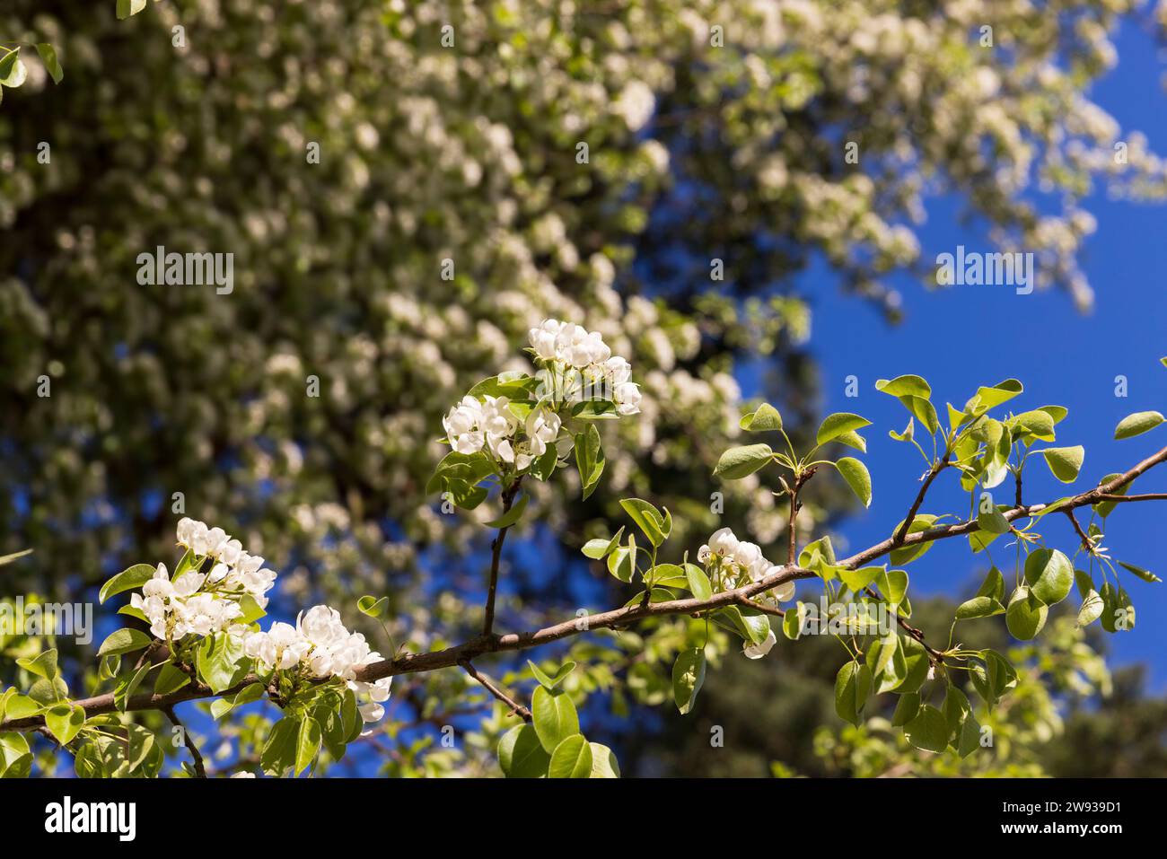 a branch of a flowering pear with green foliage, a butterfly and ...