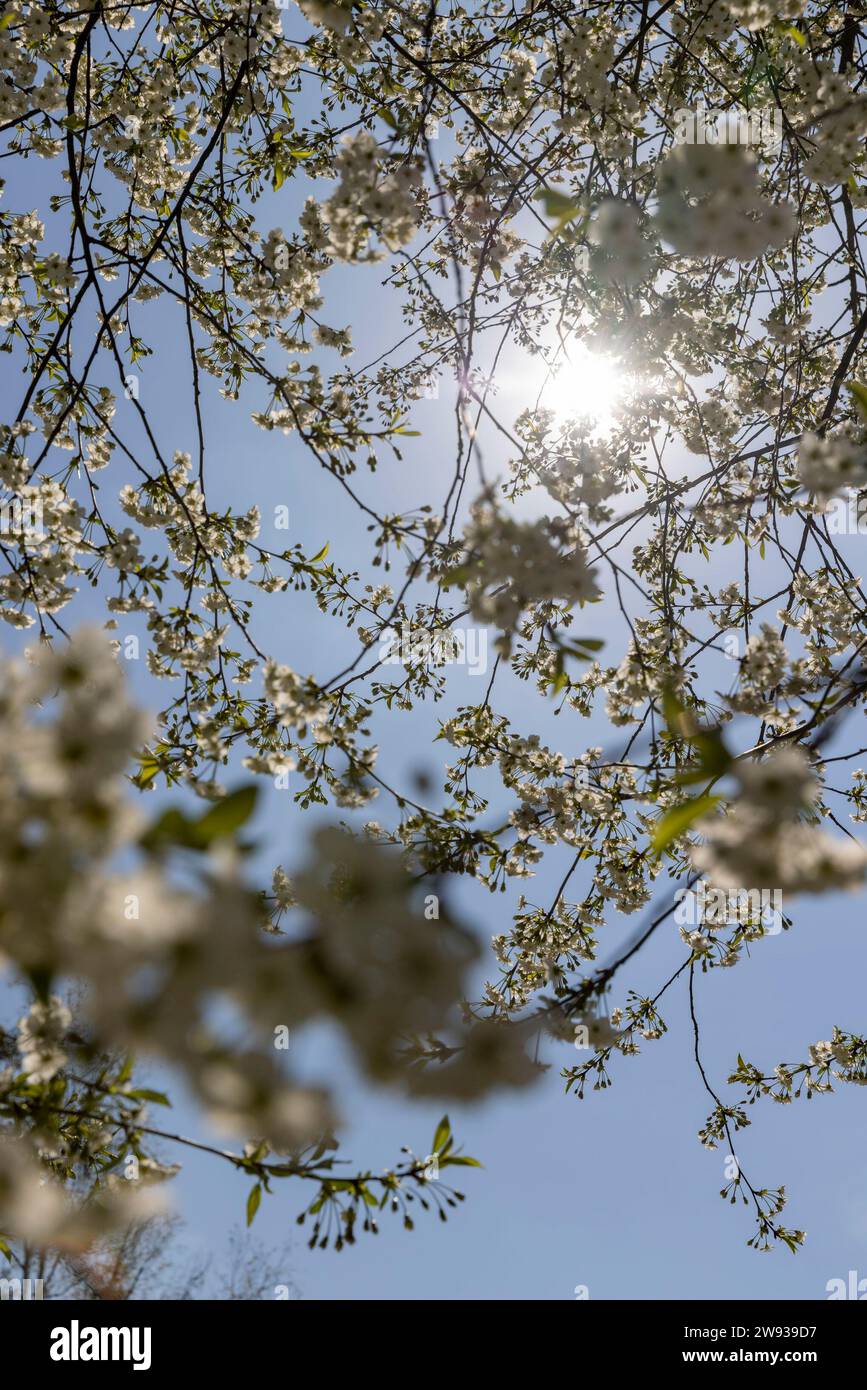 cherry blossom tree in spring, spring garden with cherry blossoms in ...