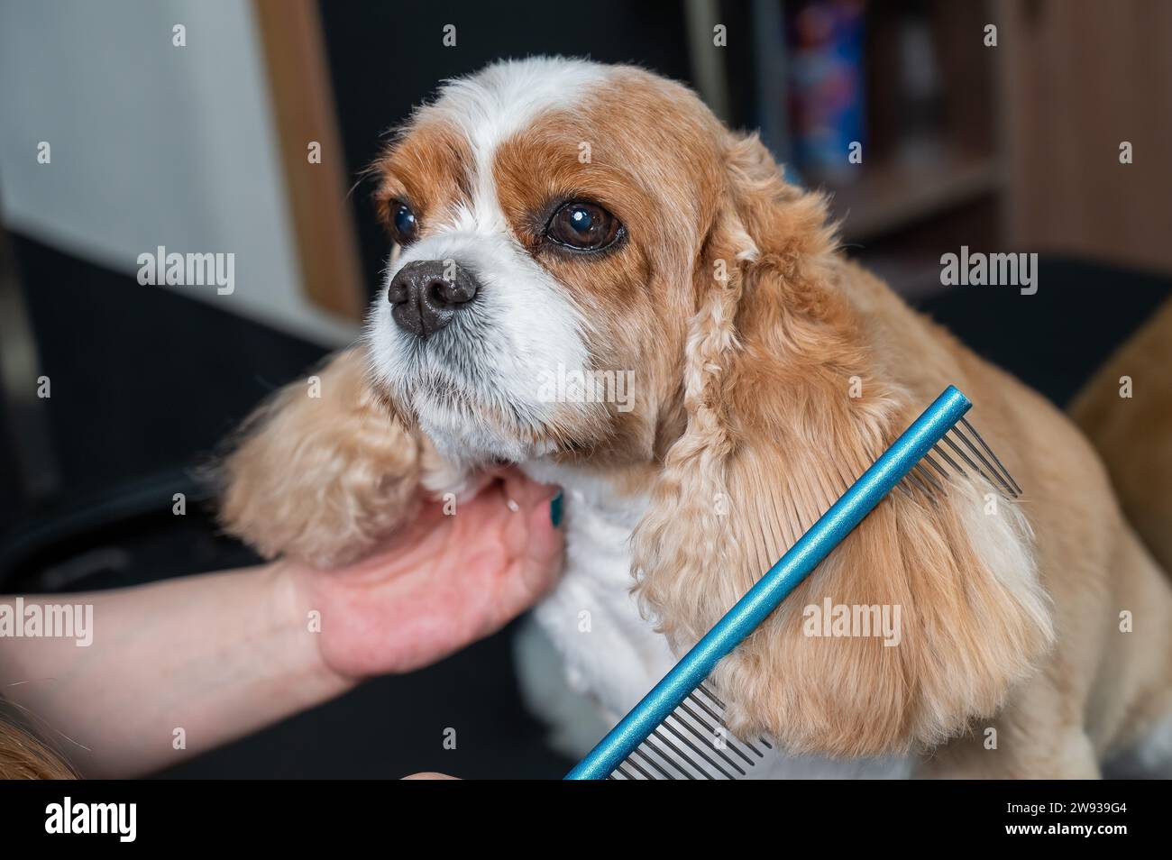 Groomer combing Cavalier King Charles Spaniel in grooming salon Stock ...