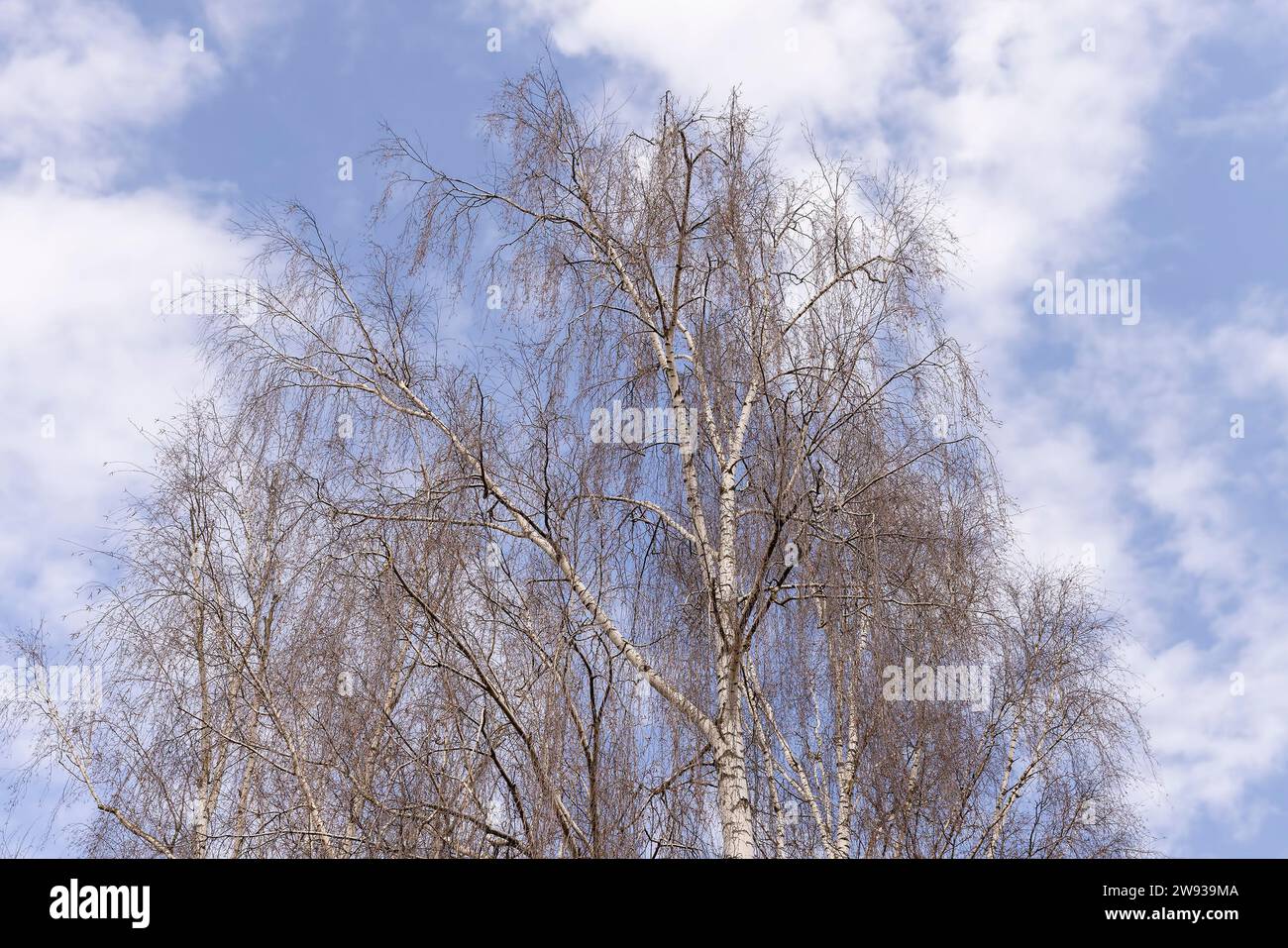 tall old birch during flowering and without foliage, spring season with ...