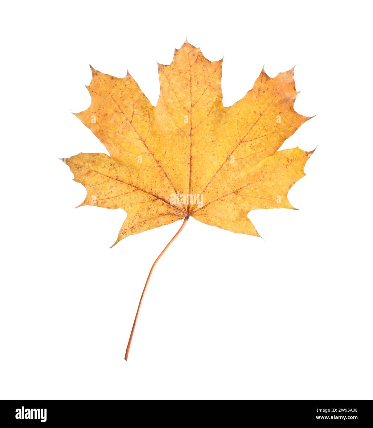 One maple leaf isolated on white. Autumn season Stock Photo - Alamy