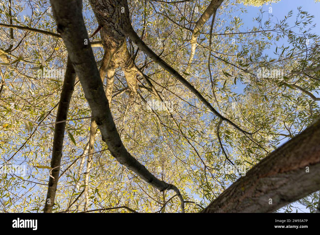 willow tree in the autumn season with foliage changing color, changing ...