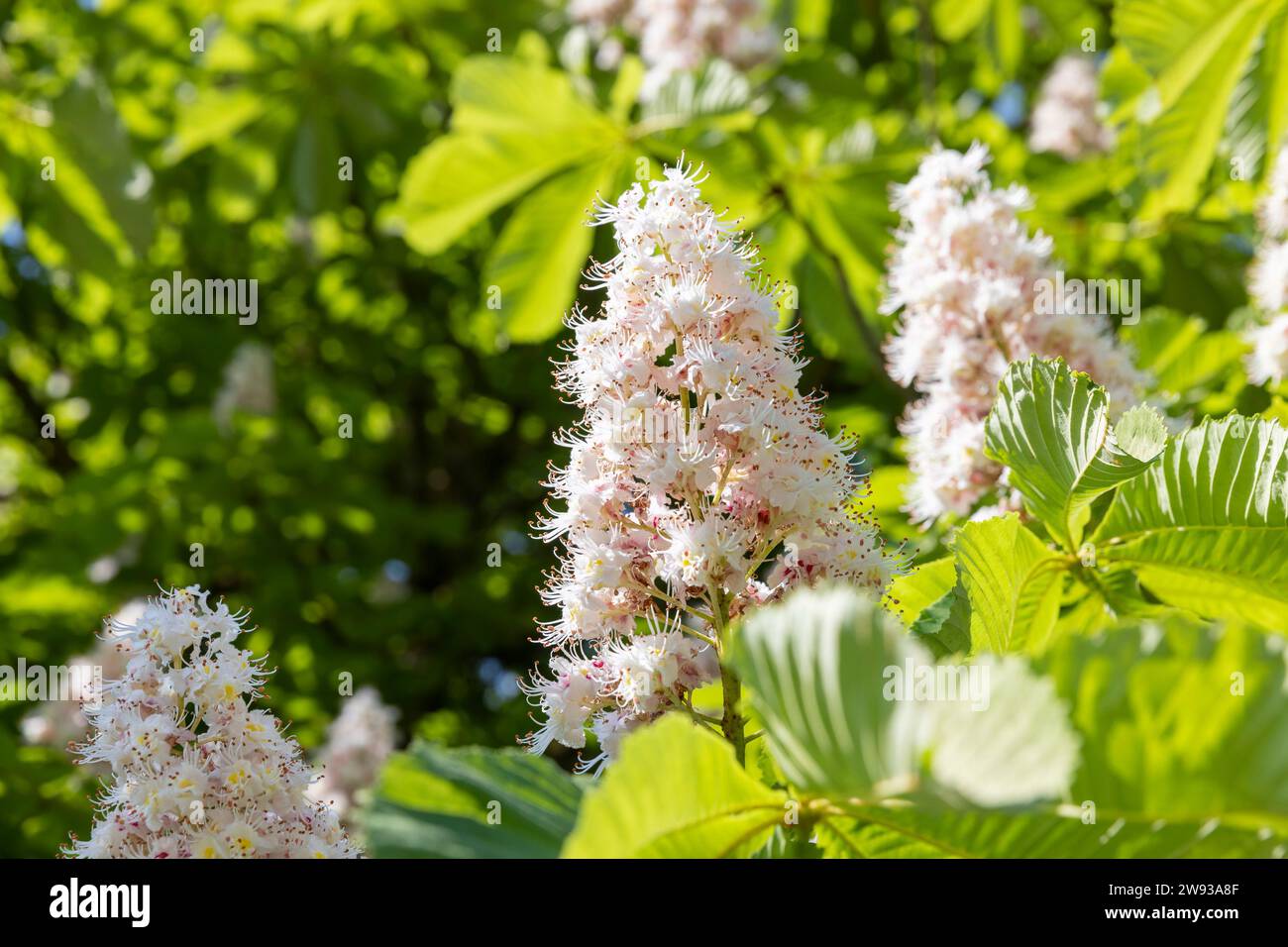 chestnut trees during spring flowering , chestnut flowers during ...