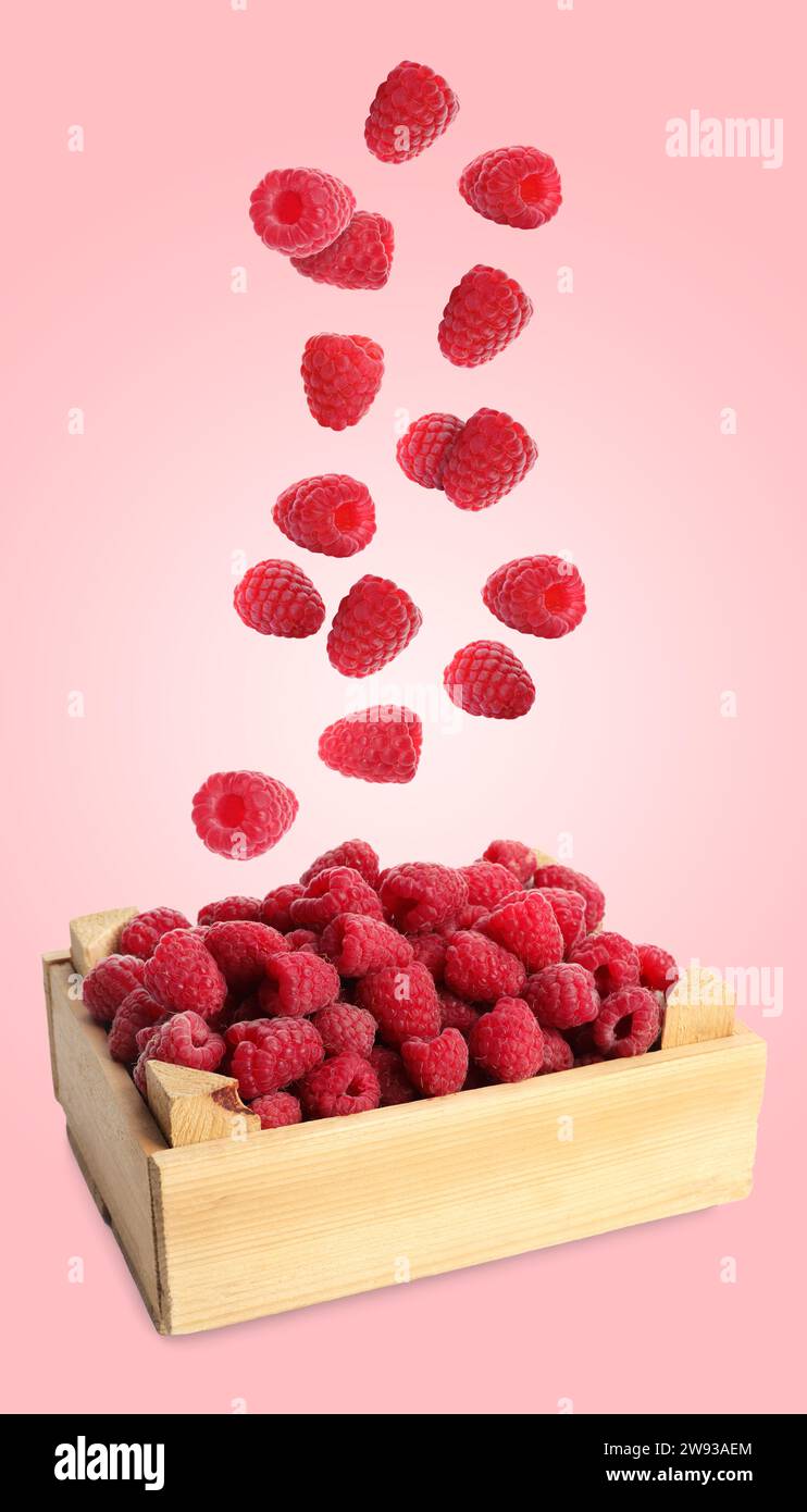 Fresh ripe raspberries falling into wooden crate on pink background ...
