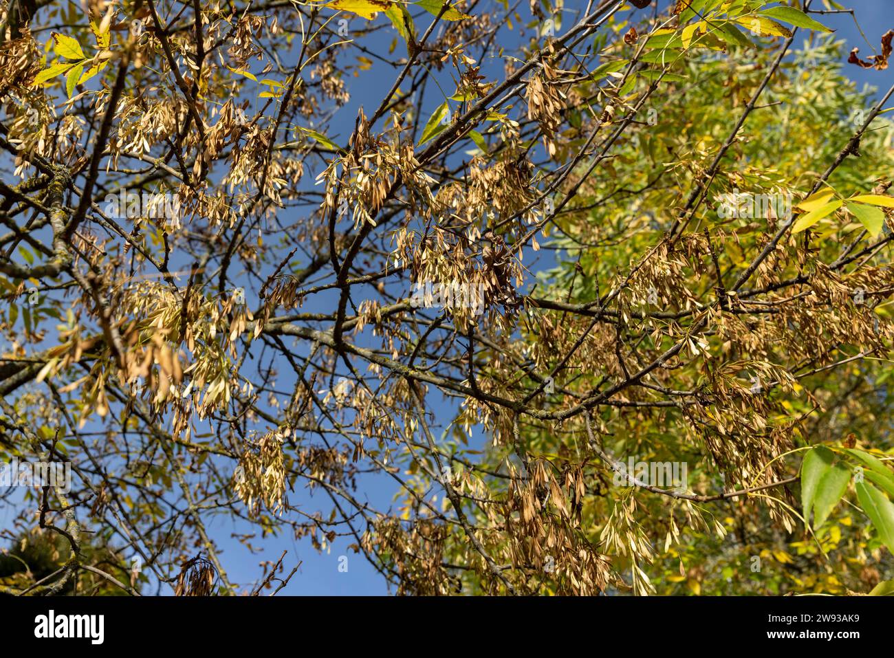 Yellowing ash foliage in the autumn season, ash foliage changing color ...