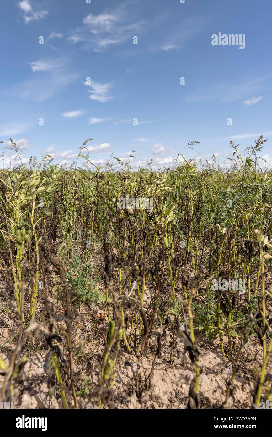 an agricultural field where a ripe crop of beans grows in late summer ...