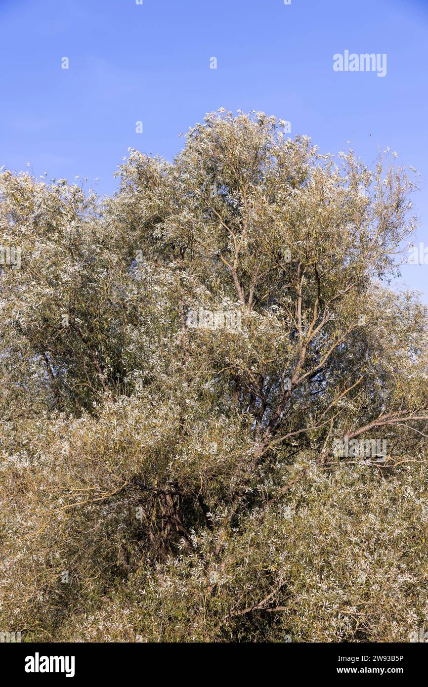 willow tree in the autumn season with foliage changing color, changing ...
