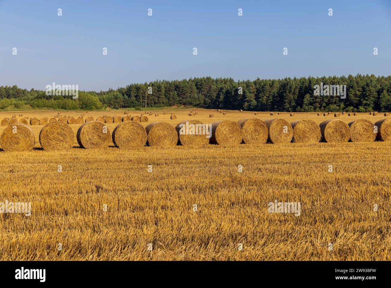 stacks of wheat straw in the field after harvest, packed for use and ...