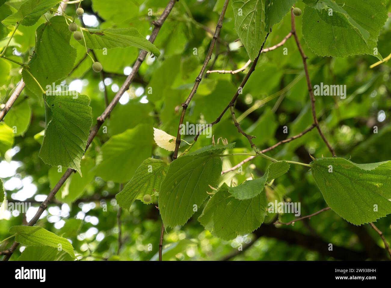 Spindle galls on Linden leaves (Tilia cordata) caused by Eriophyid ...