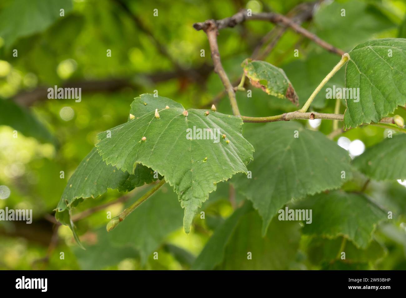 Spindle galls on Linden leaves (Tilia cordata) caused by Eriophyid ...
