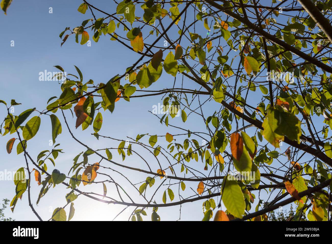 bird cherry tree in the autumn season with foliage changing color ...