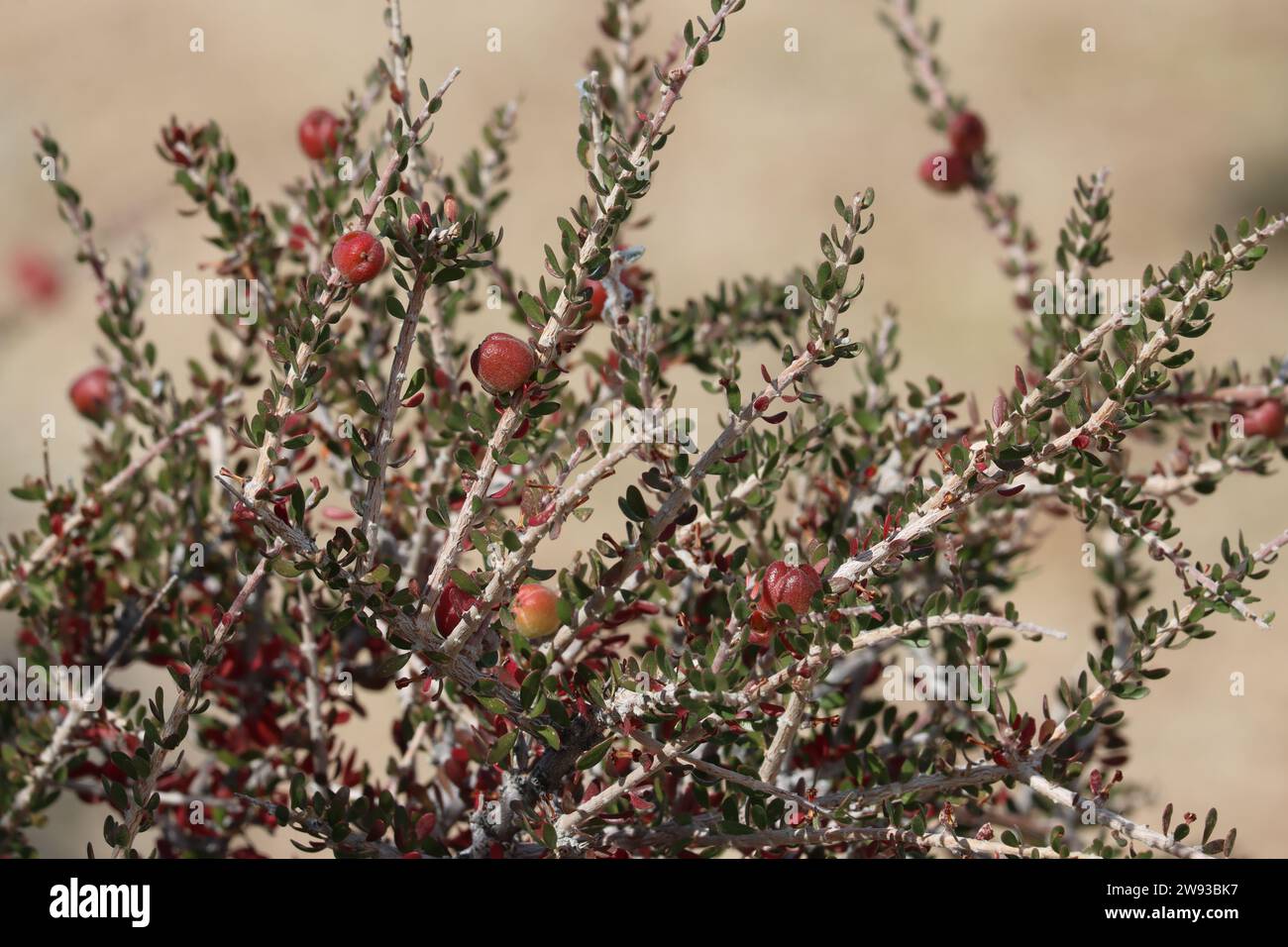 Halls Purple Bush, Tetracoccus Hallii, a native dioecious shrub ...