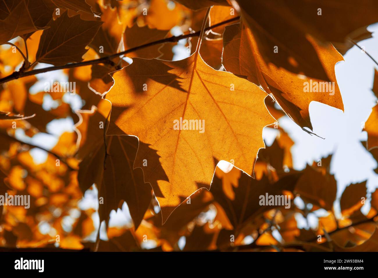 beautiful foliage of sycamore tree with bright yellow foliage ...