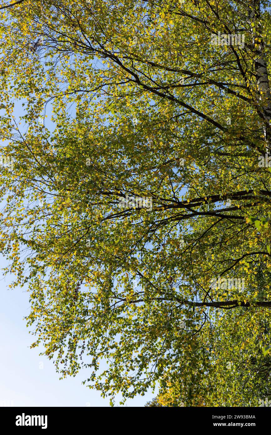 Birch forest with tall birch trees with yellow and green foliage, sunny ...