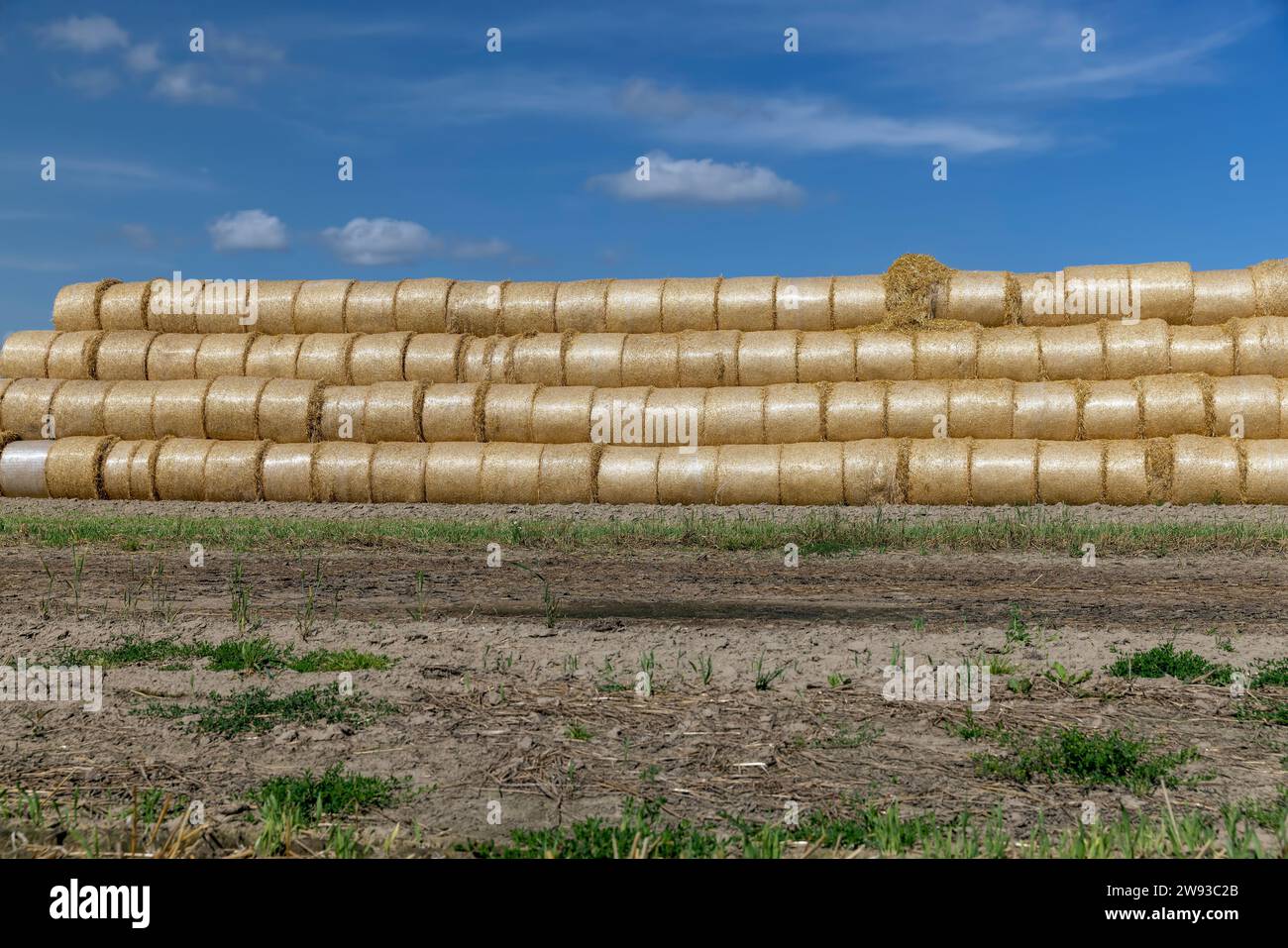 stacked straw stacks in the field, wheat straw stacks after harvesting ...