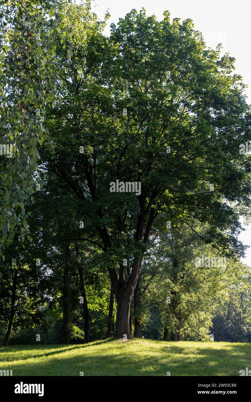 Deciduous trees with green foliage in summer, old trees with foliage in ...