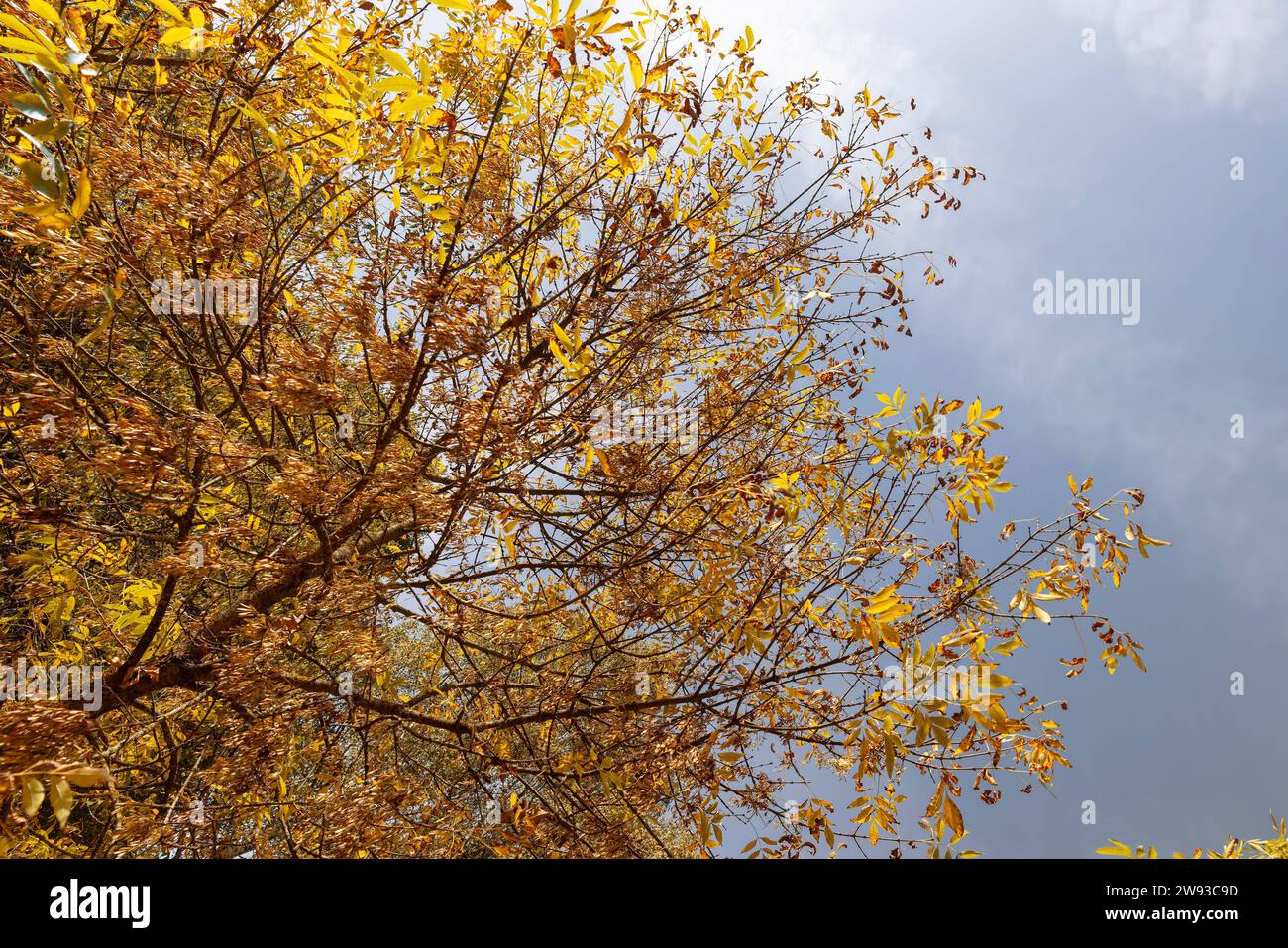 Yellowing ash foliage in the autumn season, ash foliage changing color ...