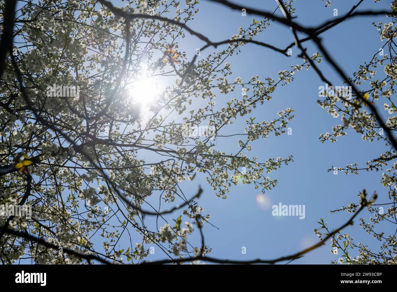 cherry blossom tree in spring, spring garden with cherry blossoms in ...