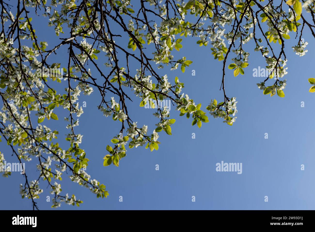 cherry blossom tree in spring, spring garden with cherry blossoms in ...