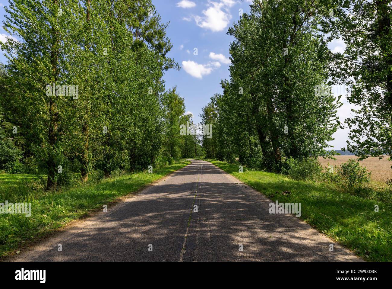 paved old road in the forest in summer, narrow rural road in the forest ...
