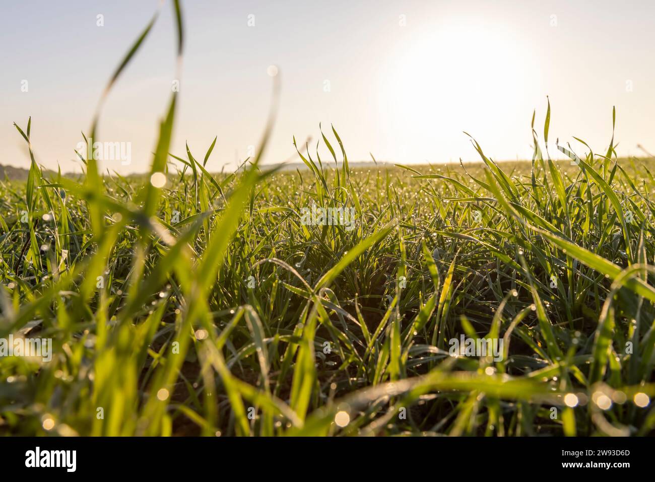 dew drops on the stems of young green wheat in autumn, winter wheat in ...