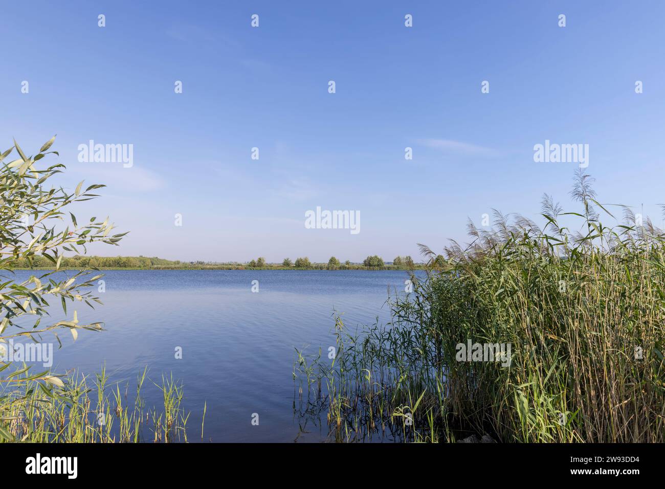 lake in summer, lake in sunny summer weather Stock Photo - Alamy