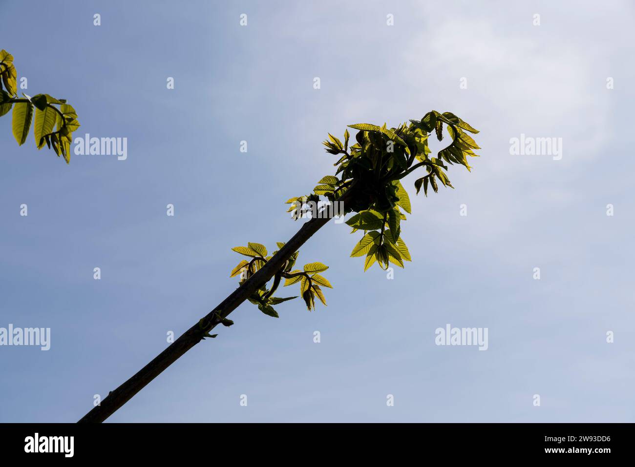 a flowering walnut tree in the spring season, a spring park with a ...