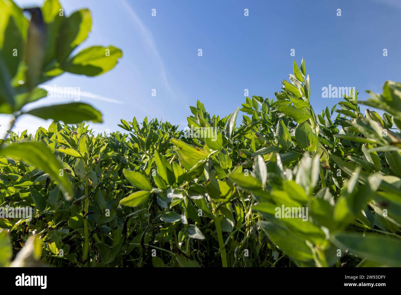 green bean bushes in an agricultural field, growing beans for food ...