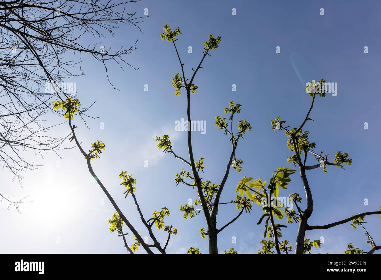 a flowering walnut tree in the spring season, a spring park with a ...