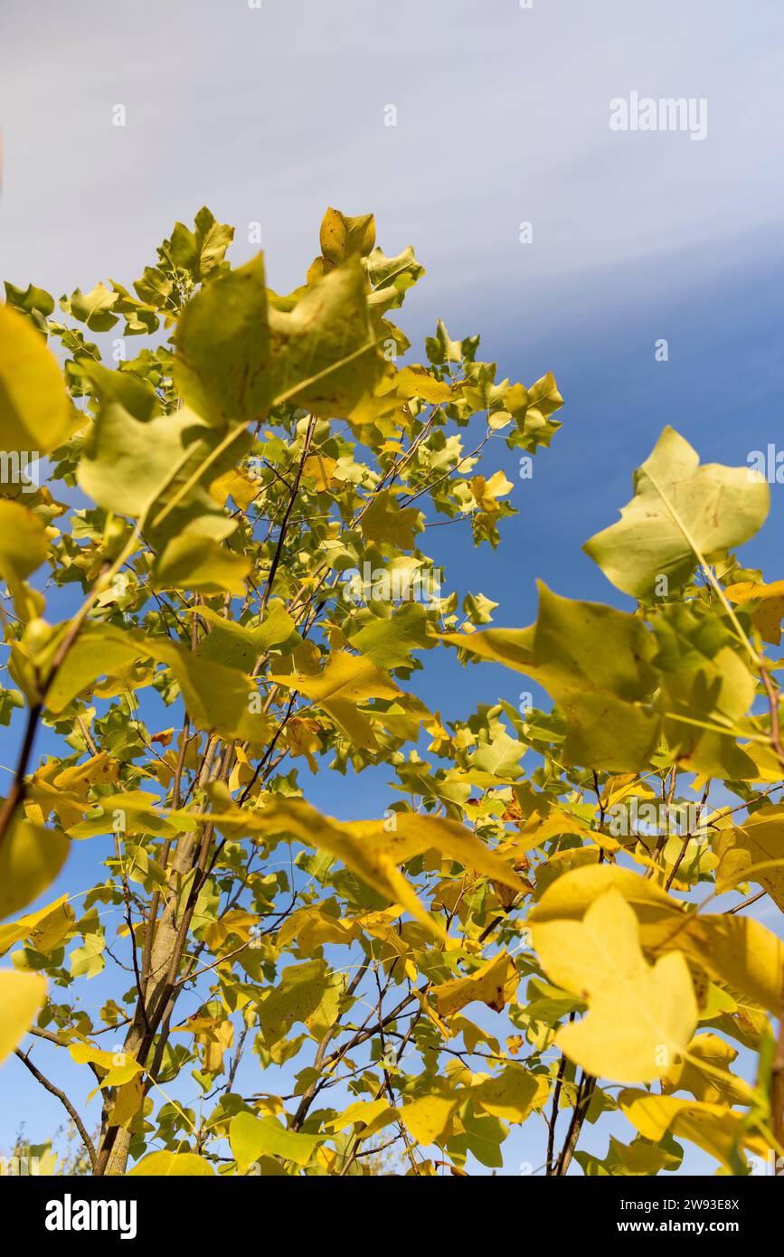 yellowing foliage on a tulip tree in autumn weather, a tulip tree ...