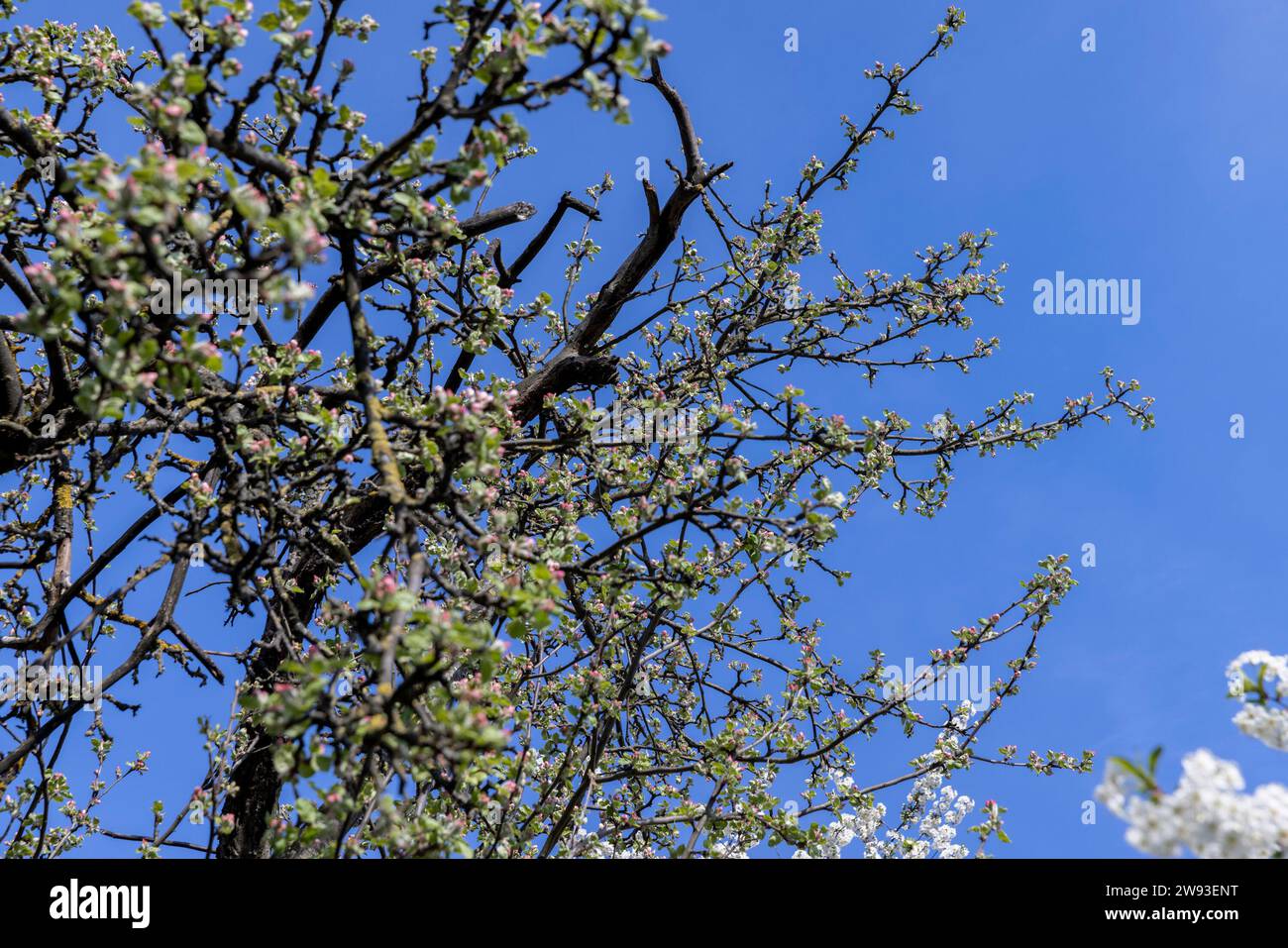 cherry blossom tree in spring, spring garden with cherry blossoms in ...