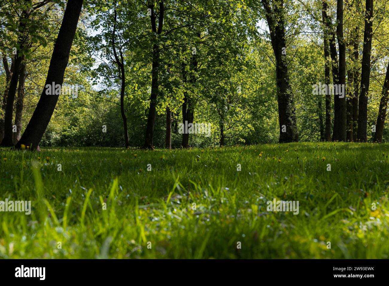 deciduous trees and green grass in the spring season in sunny weather ...