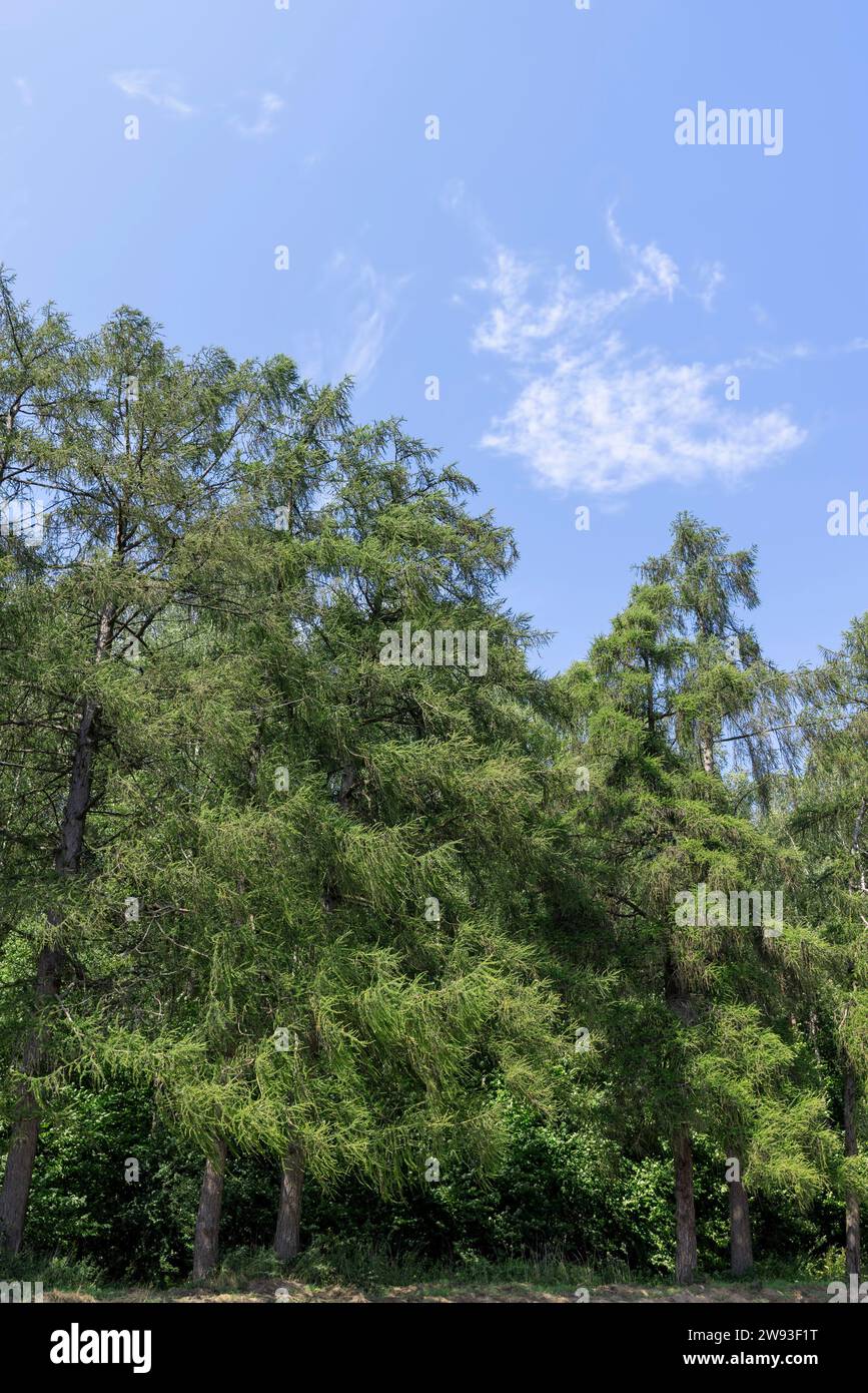 tall old fir trees with green needles, landscape with green fir trees ...