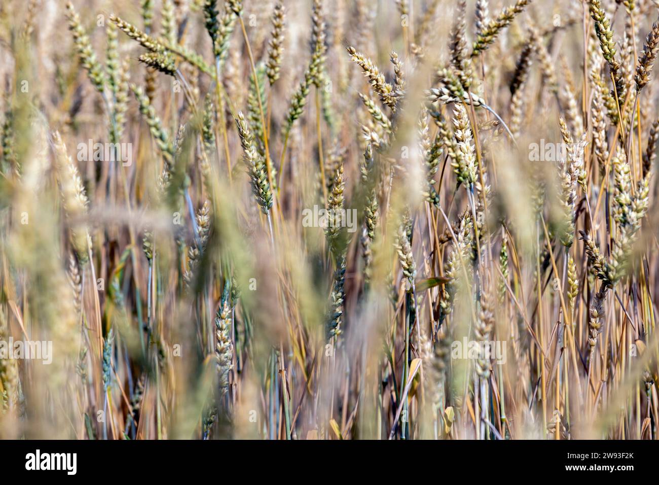 rye field with grain harvest on hot summer days, dry sunny weather ...