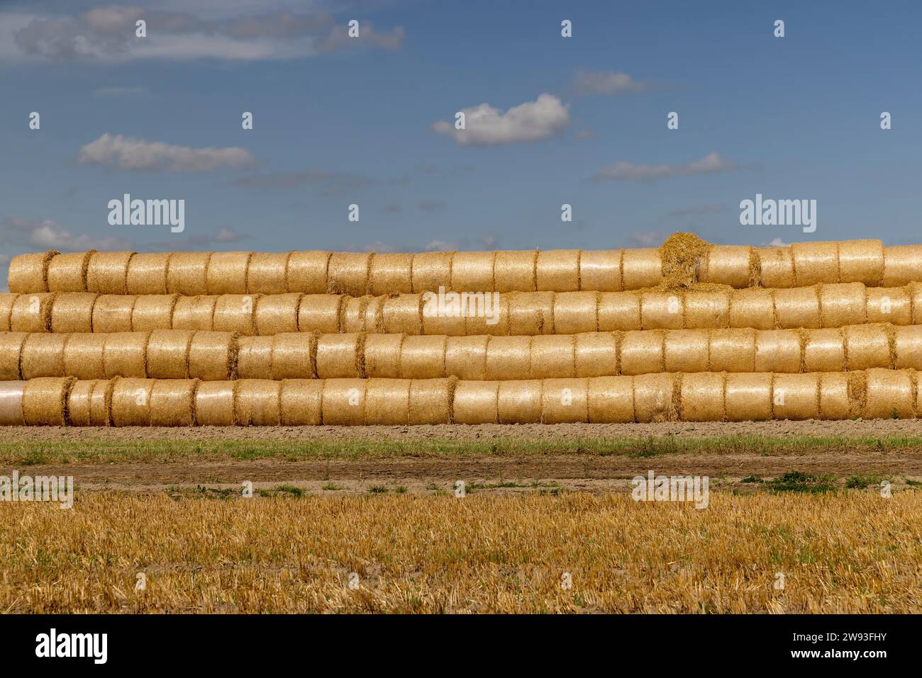 stacked straw stacks in the field, wheat straw stacks after harvesting ...